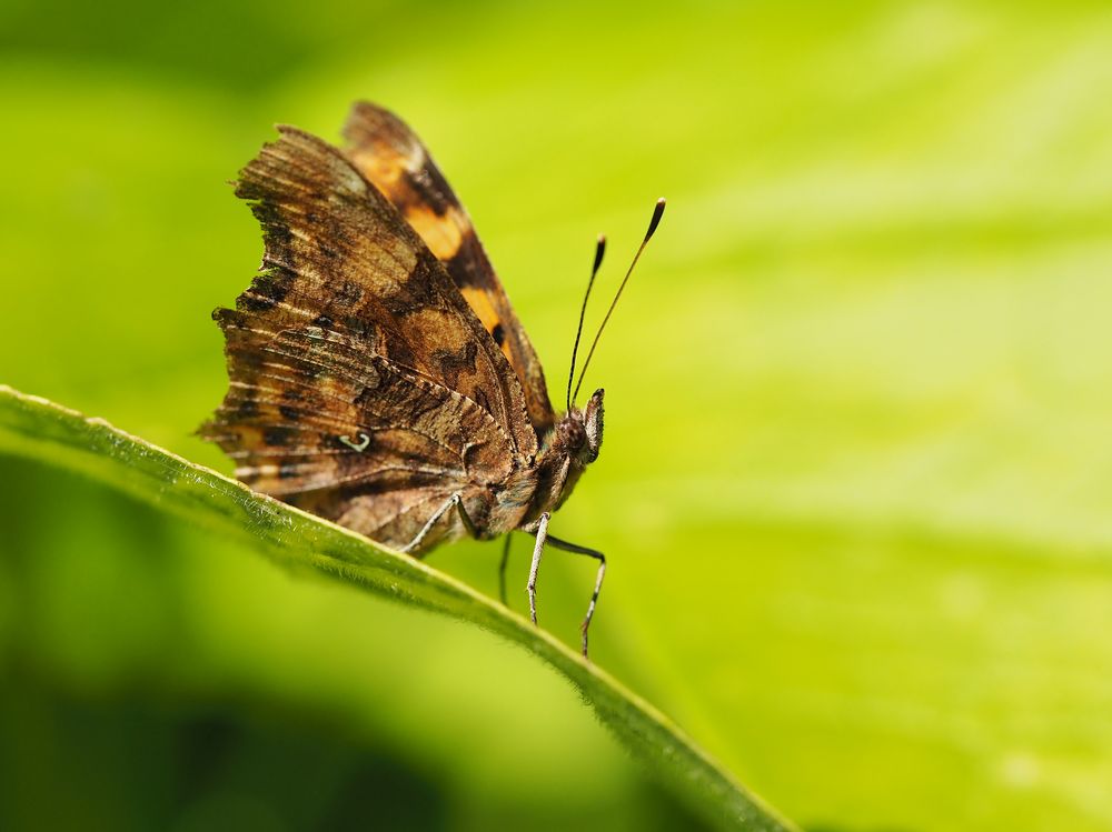 C-Falter.... Foto & Bild | tiere, wildlife, schmetterlinge Bilder auf ...