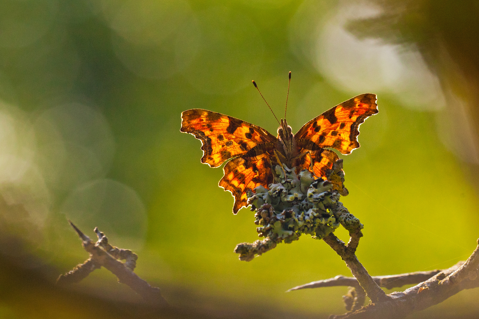 C-Falter im Gegenlicht Foto & Bild | european butterflies, natur ...
