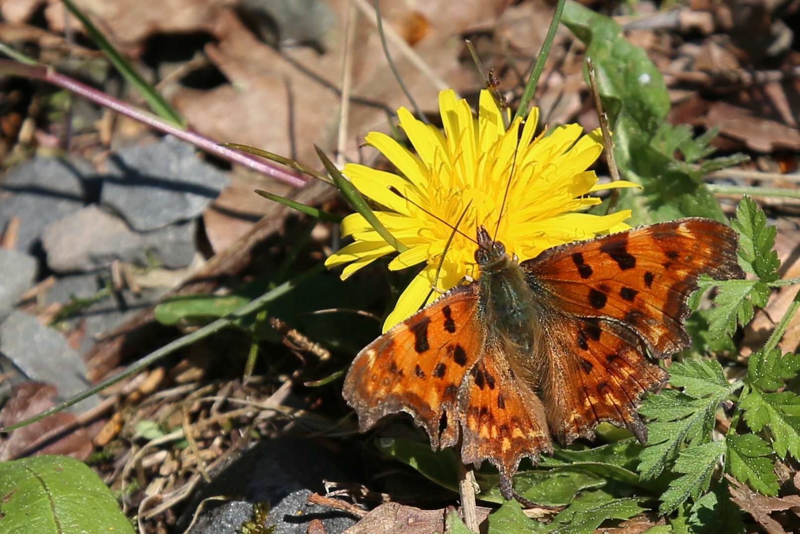 C-Falter (IMG_0576_ji) Foto & Bild | schmetterling, insekt, tiere ...