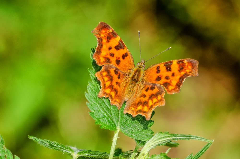 C-Falter (Polygonia c-album) Foto & Bild | tiere, wildlife ...