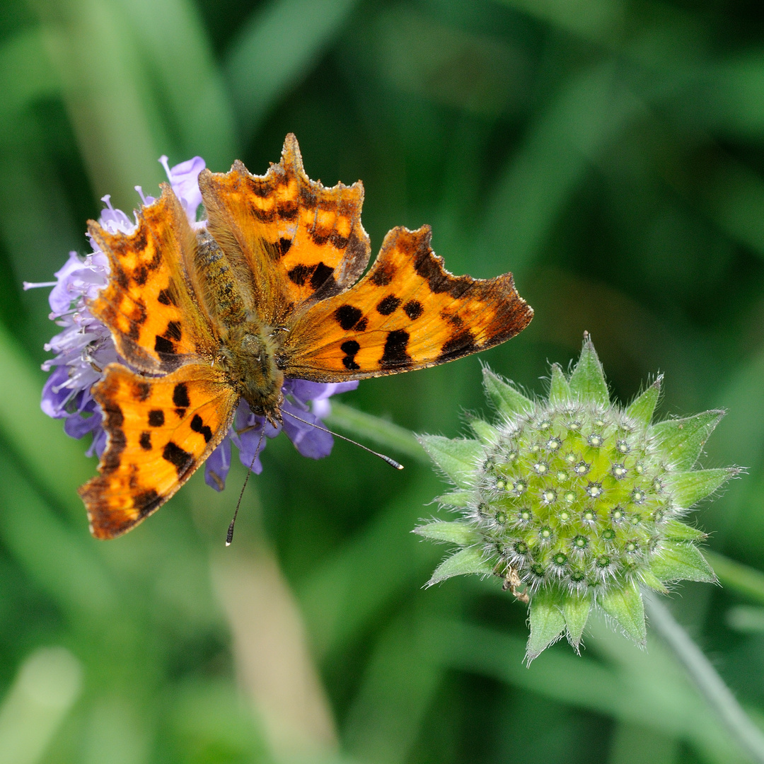 C-Falter ( Polygonia c-album ) Foto & Bild | tiere, wildlife ...