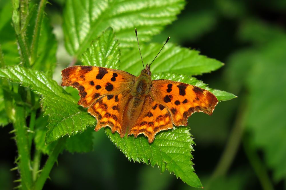 C-Falter, Polygonia c-album, Comma Foto & Bild | natur, schmetterling ...
