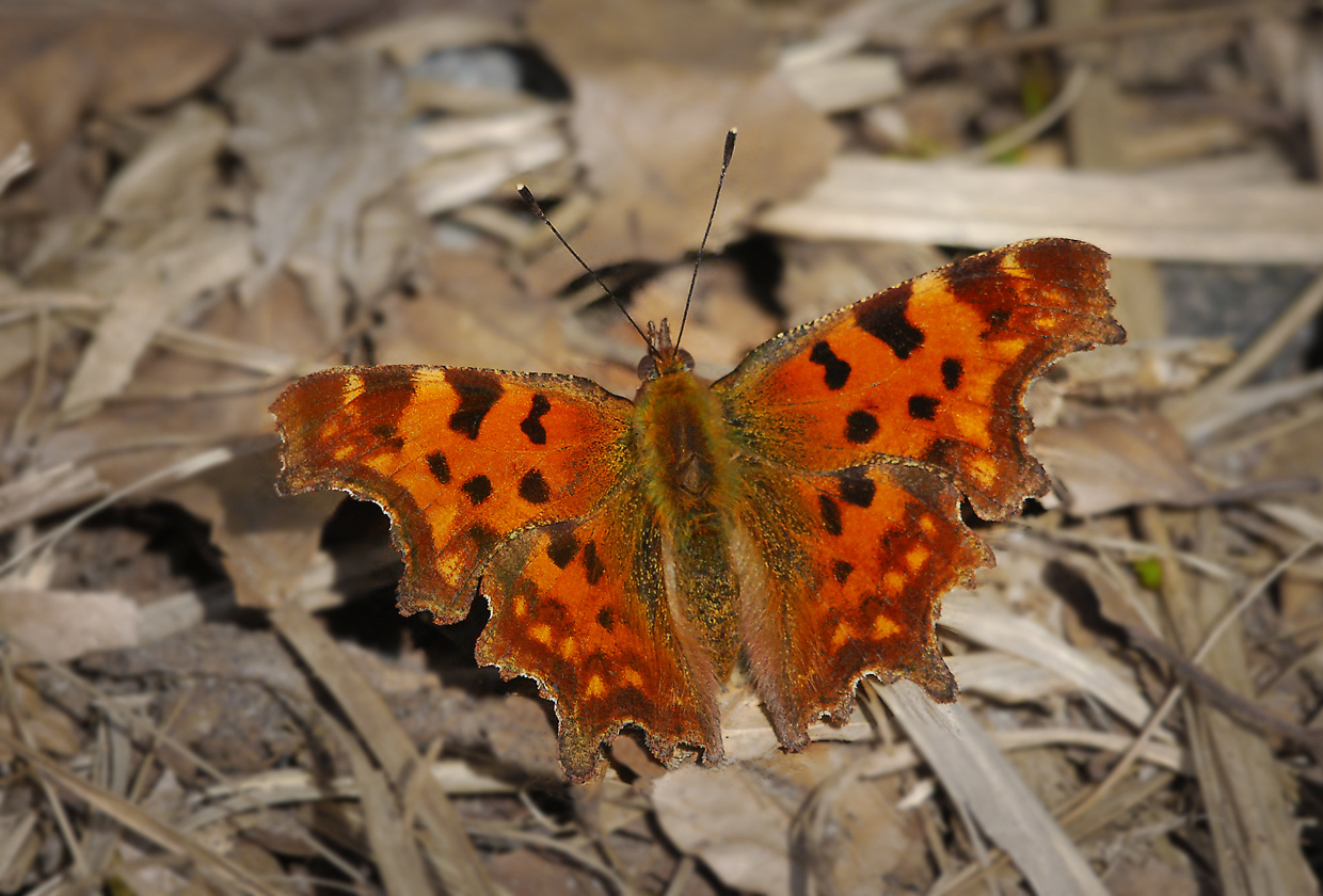 C-Falter (Polygonia c-album) Foto & Bild | tiere, wildlife ...