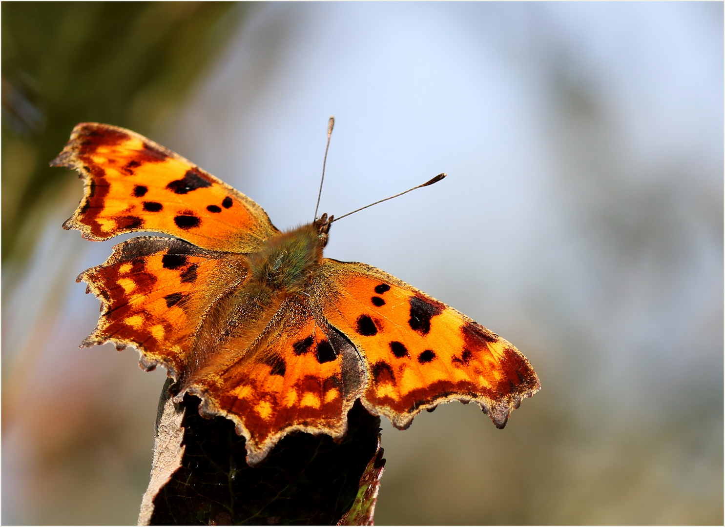 C-Falter (Polygonia c-album), Sommergeneration. Foto & Bild | makro ...