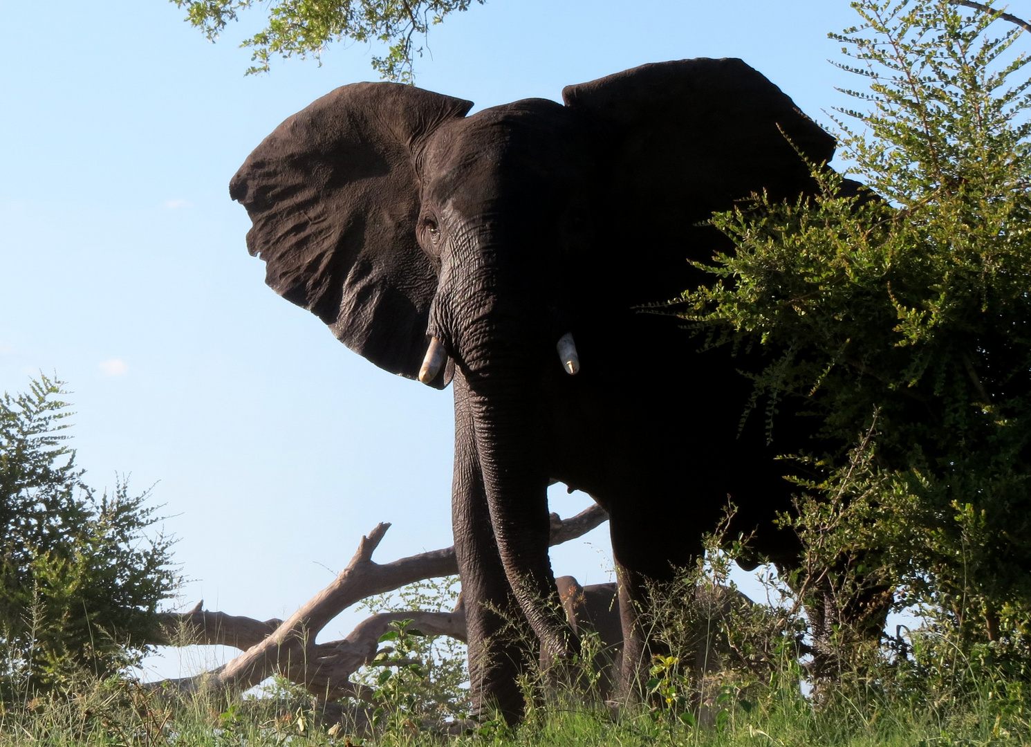 C H E F Foto & Bild | africa, southern africa, namibia Bilder auf ...