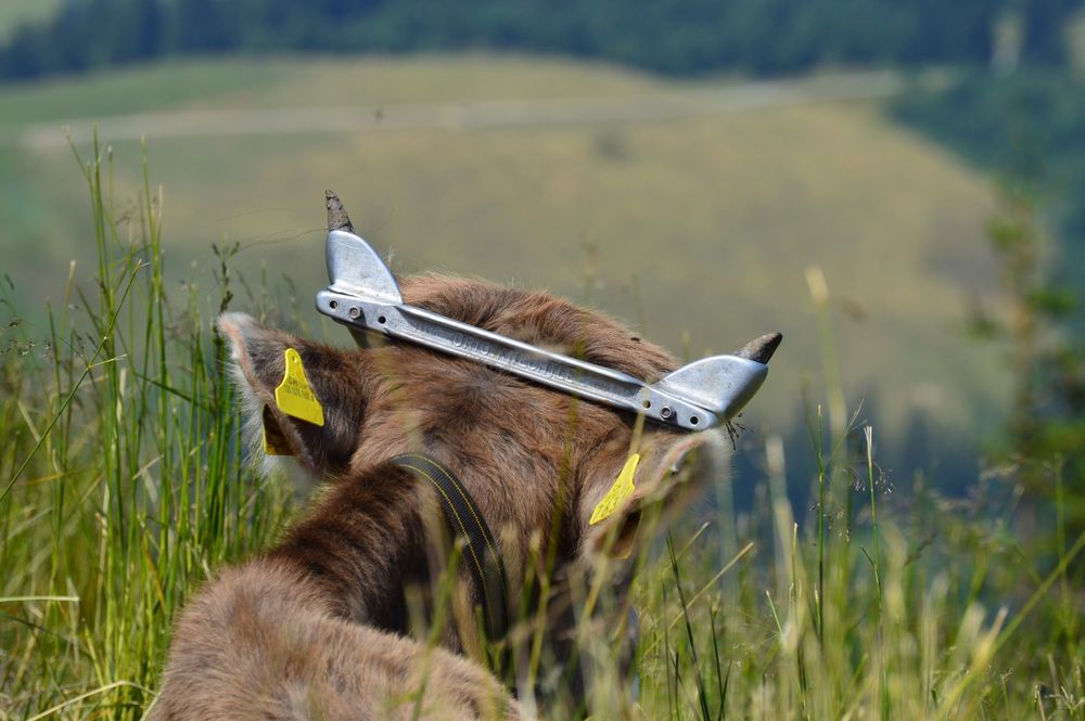 Teenie Kuh - Bild & Foto von Simone Eckardt aus Foto des Jahres 22 ...