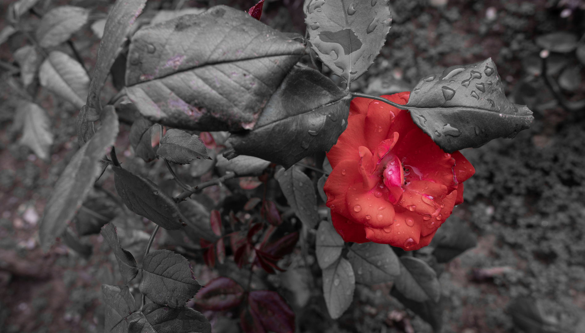 _C6A4128-Verbessert-Verbessert Foto & Bild | monochrom, bearbeitungs - techniken, natur Bilder ...