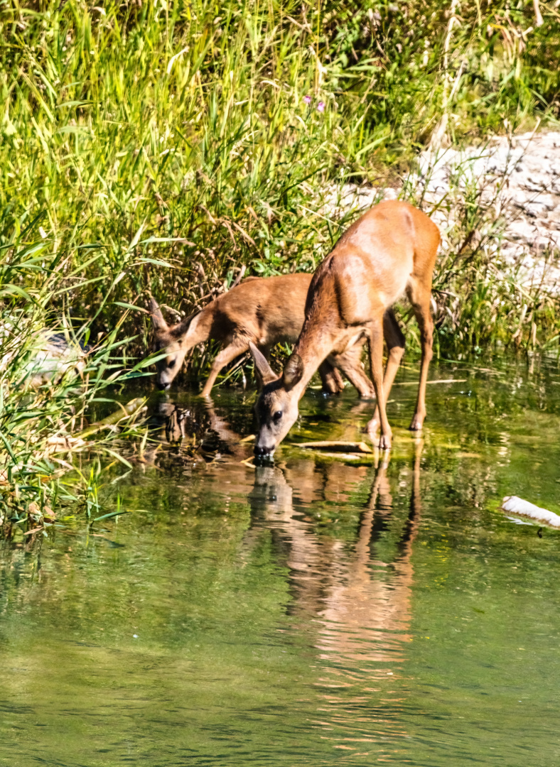 _C7A7114-Rehe am Wasser Foto & Bild | tiere, wildlife, wildlife ...