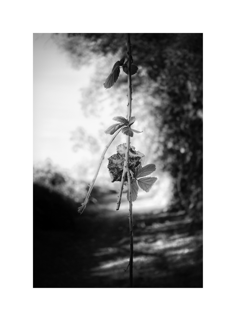 Foto & Bild | landschaft, monochrom, bearbeitungs - techniken Bilder auf fotocommunity