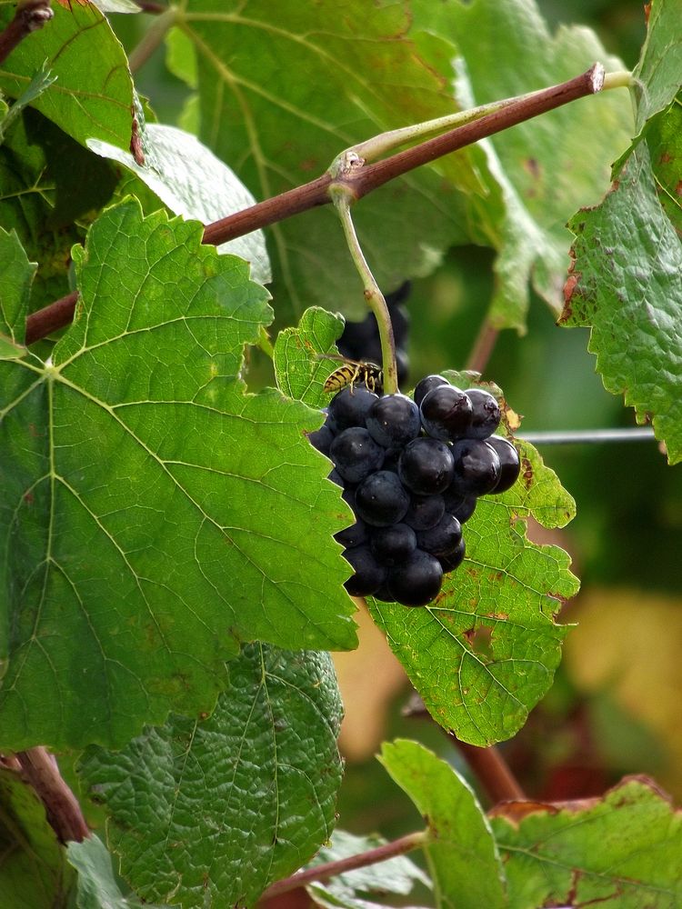 CA BUTINE ENCORE photo et image | france, nature, animaux Images ...