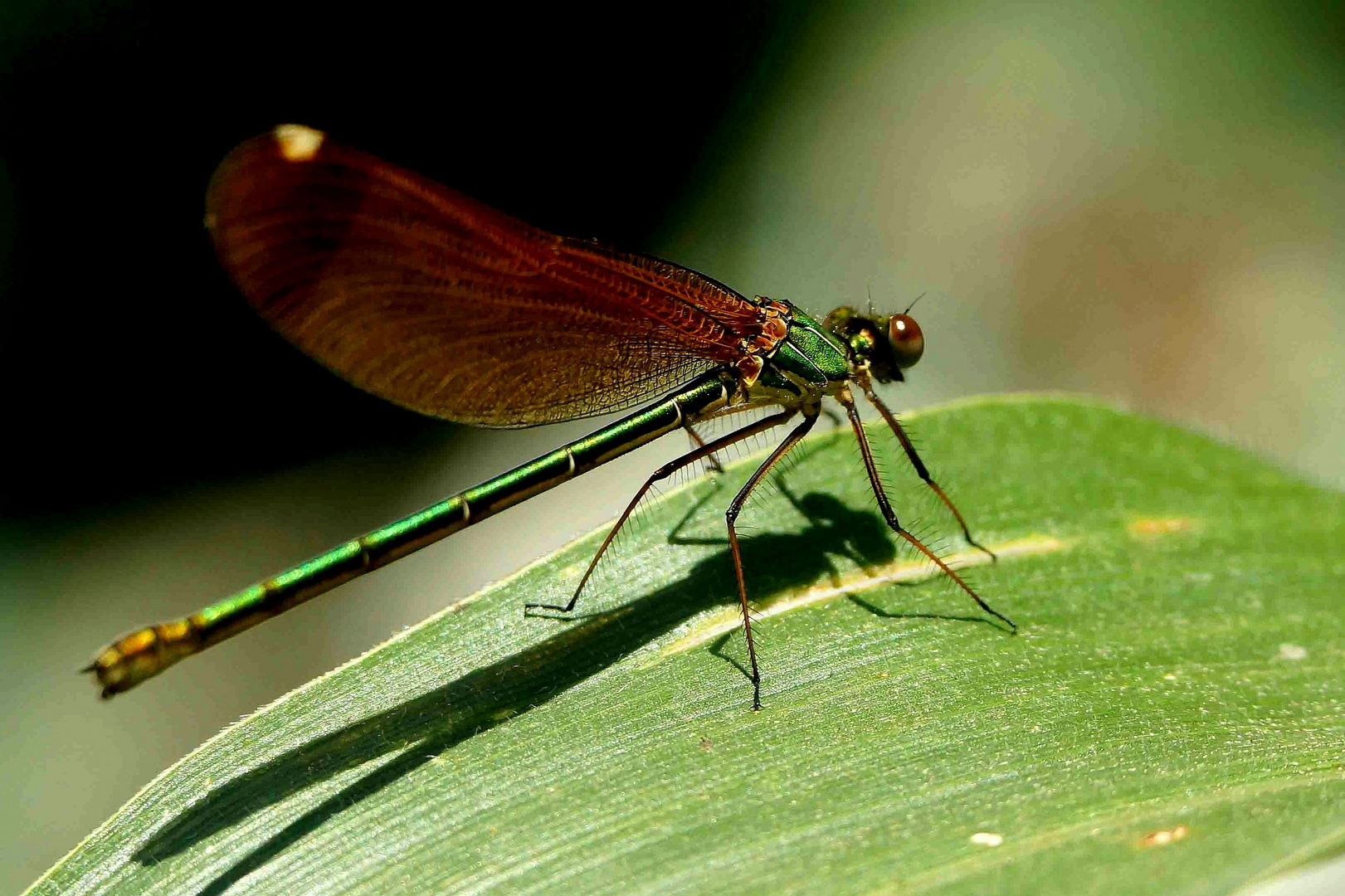 Caballito Imagen & Foto | animales, invertebrados , insectos Fotos de ...