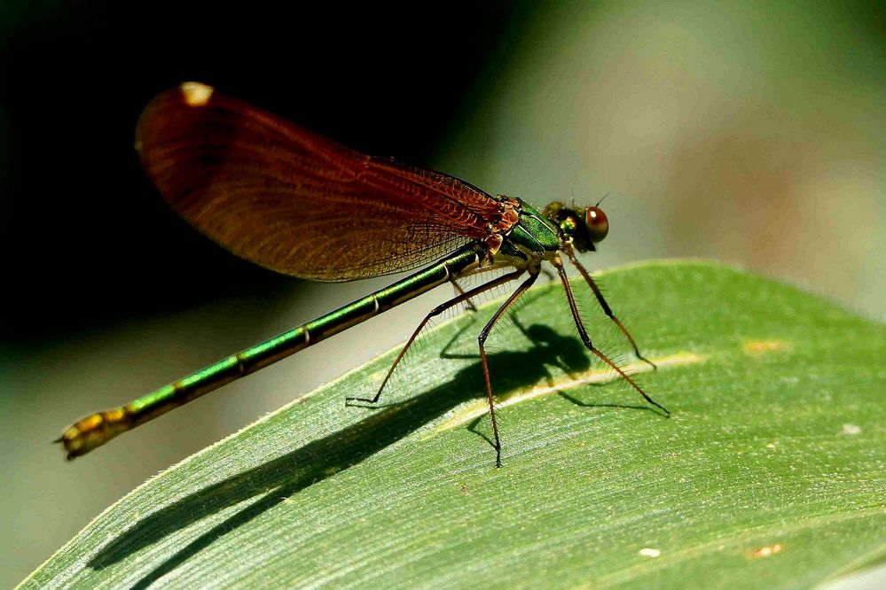 Caballito Imagen & Foto | animales, invertebrados , insectos Fotos de ...