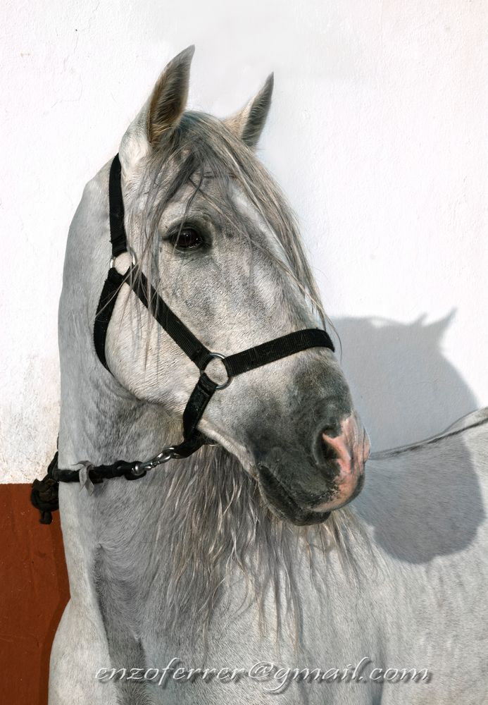 caballo Andaluz Imagen & Foto | animales, animales domésticos, nat ...
