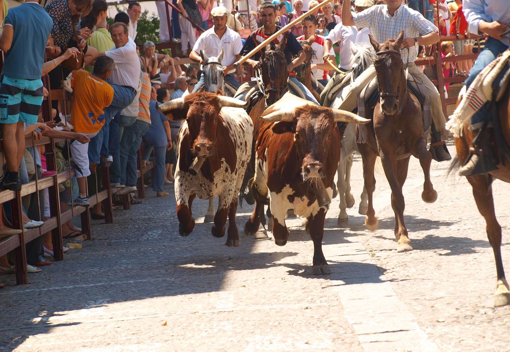 cabestros Imagen & Foto | documentación y periodismo , motivos Fotos de ...