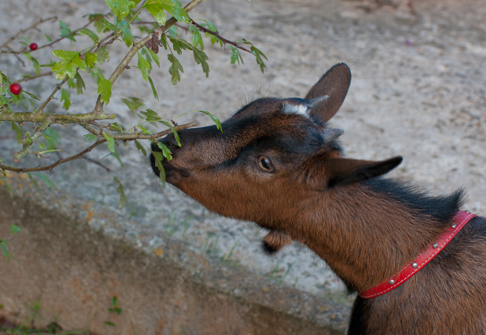 cabra mallorquina -2- Foto & Bild | tiere, haustiere, nutztiere Bilder ...