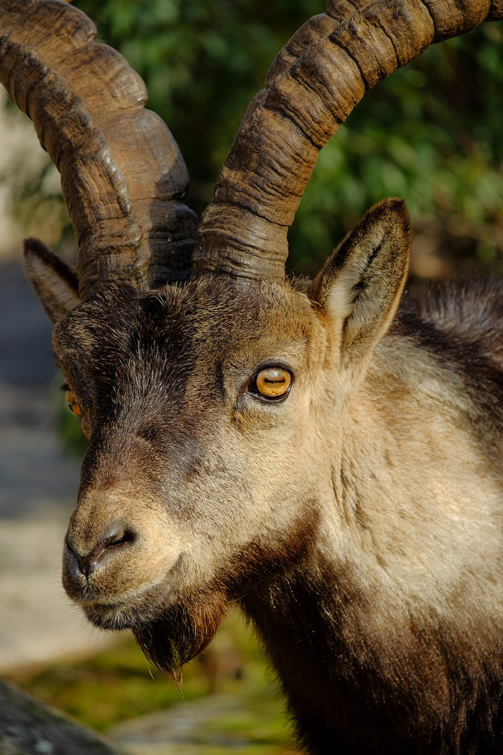 Cabra montesa I Imagen & Foto | pedriza, animales, naturaleza Fotos de ...