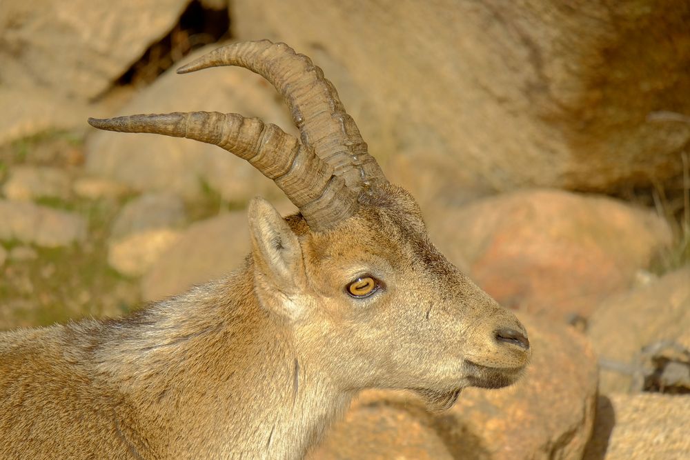 Cabra montesa III Imagen & Foto | pedriza, animales, naturaleza Fotos ...