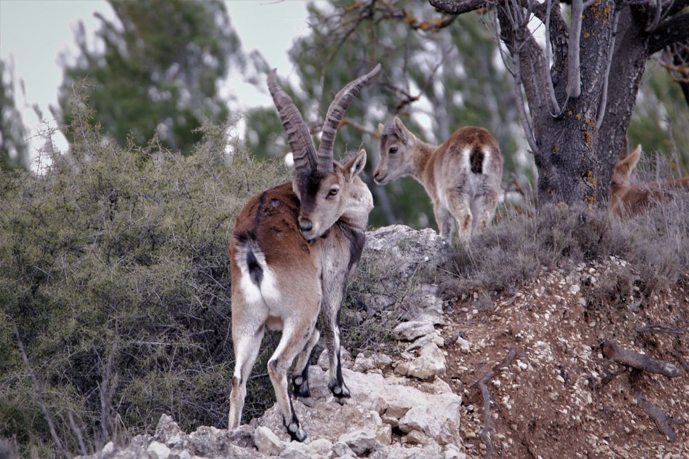 cabres salvatjes Imagen & Foto | animales, animales salvajes ...