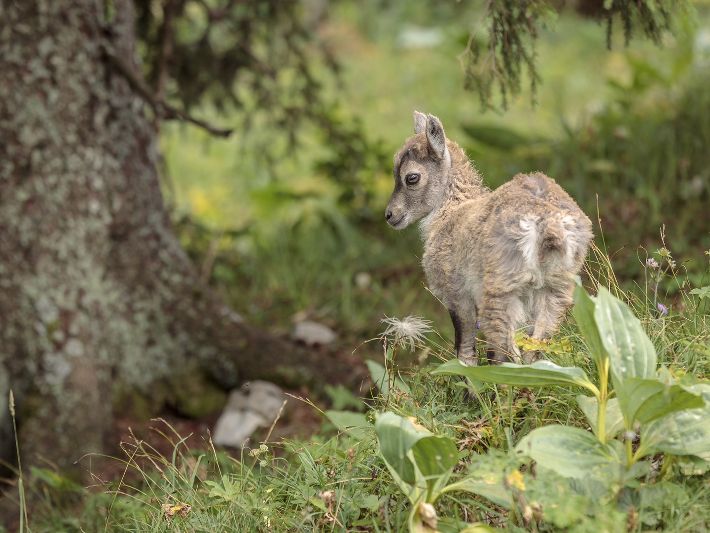 Cabri, photo et image | nature, animaux, jeune Images fotocommunity
