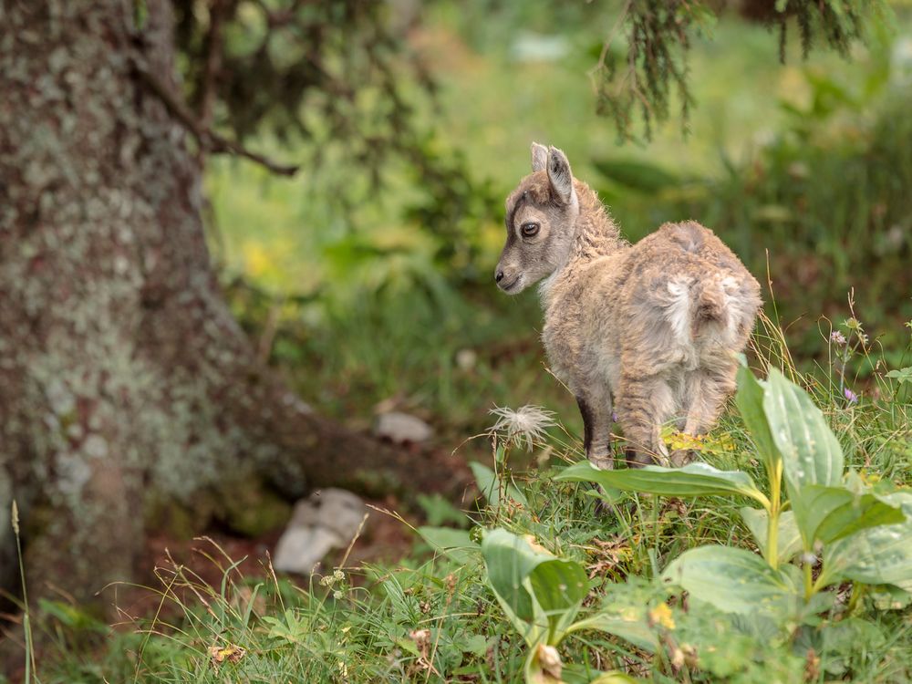 Cabri, photo et image | nature, animaux, jeune Images fotocommunity