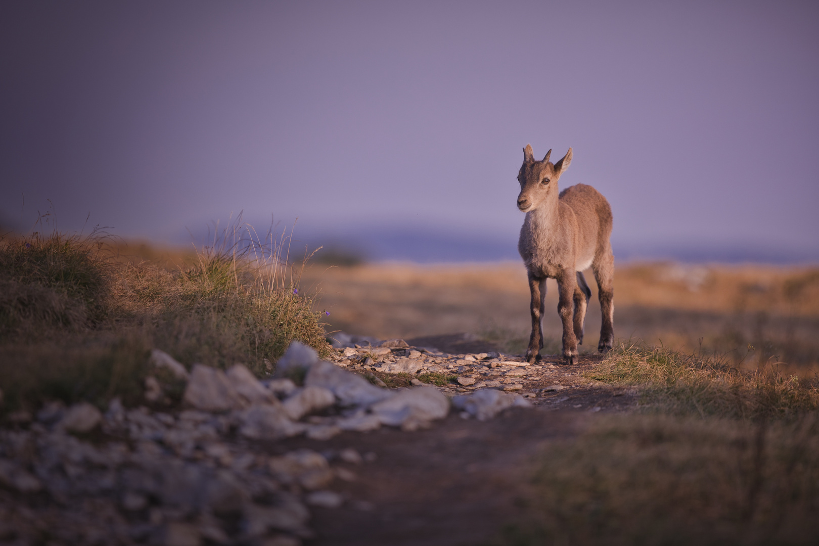Cabri, photo et image | animaux, animaux sauvages, cervidés sauvages ...