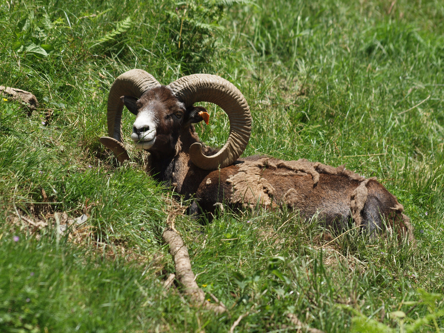 CABRON Imagen & Foto | animales, animales salvajes, naturaleza Fotos de ...