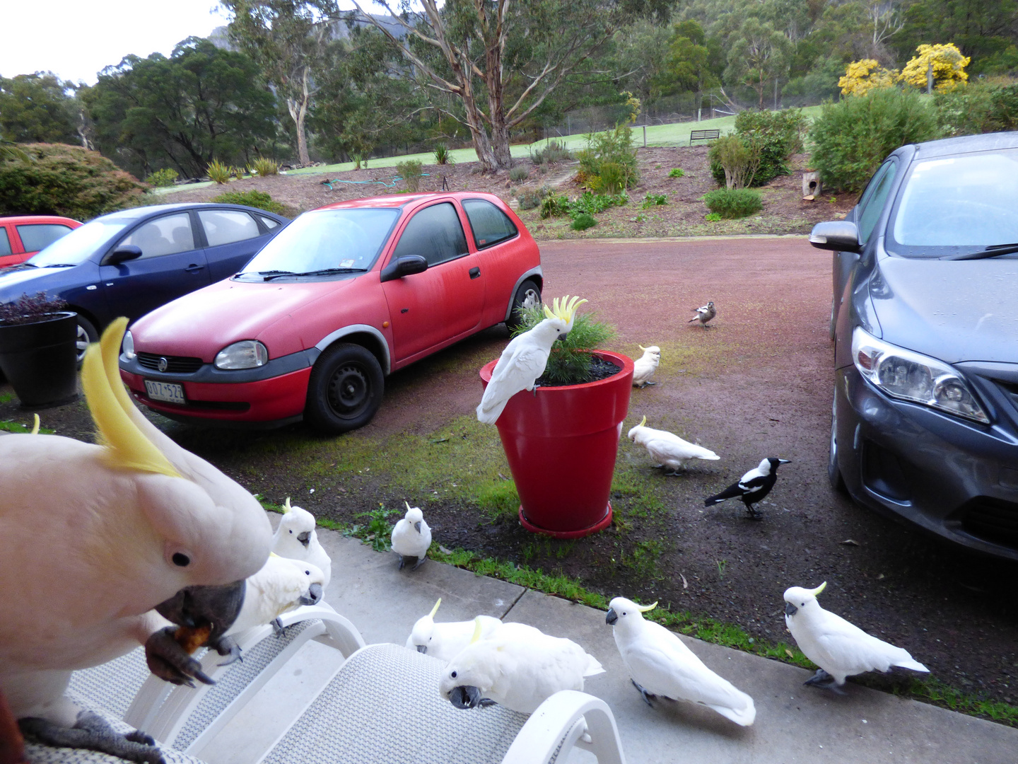 Cacatoes (2) photo et image | australia & oceania, australia, animaux ...