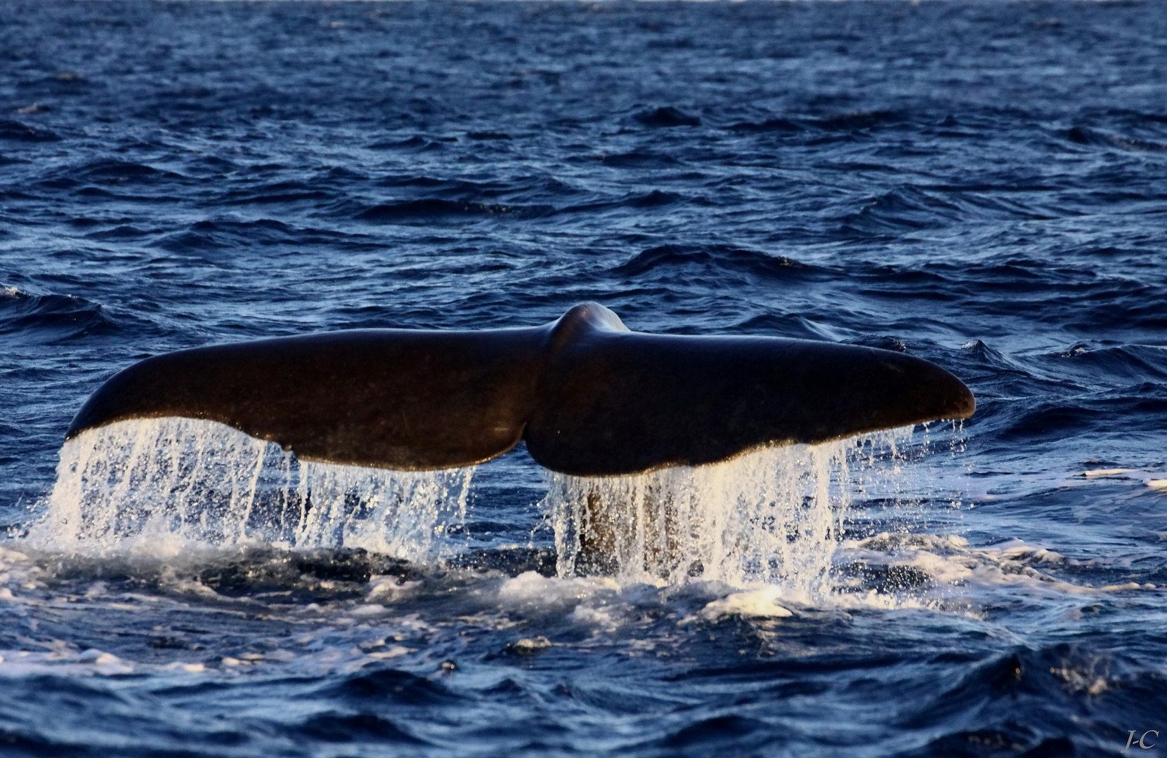 " CACHALOT " photo et image | europe, scandinavia, norway Images ...