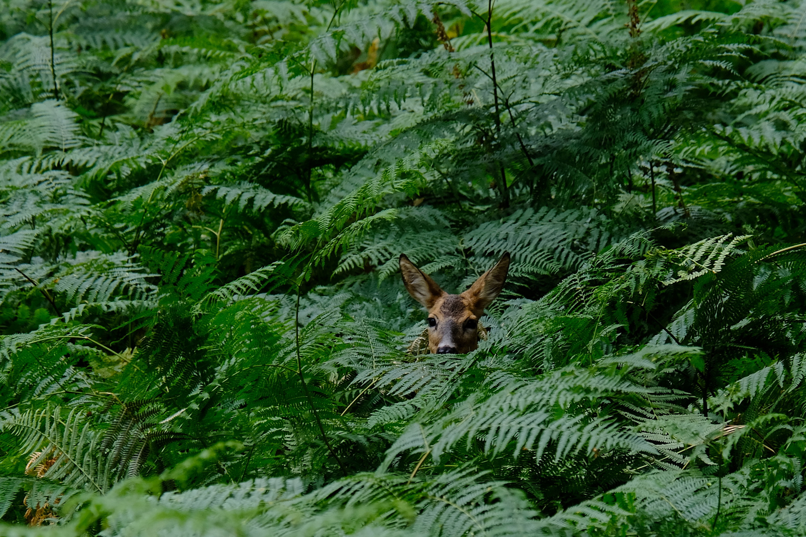 cache cache photo et image | nature, animaux, chevreuils Images ...