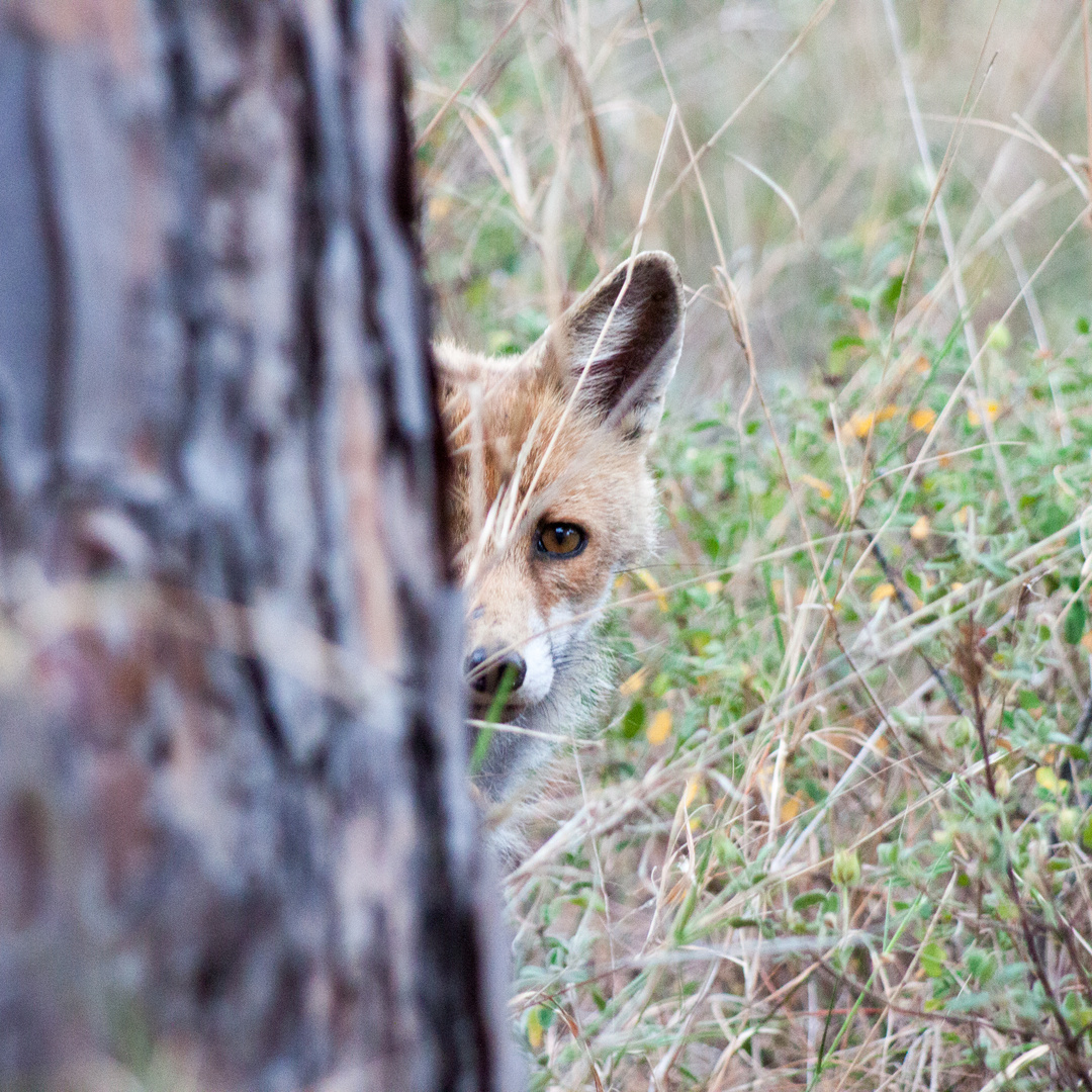 Cache-cache photo et image | nature, campagne, paysages Images ...