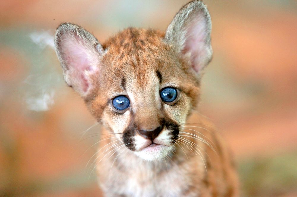 Cachorro de puma Imagen & Foto | animales, animales salvajes ...