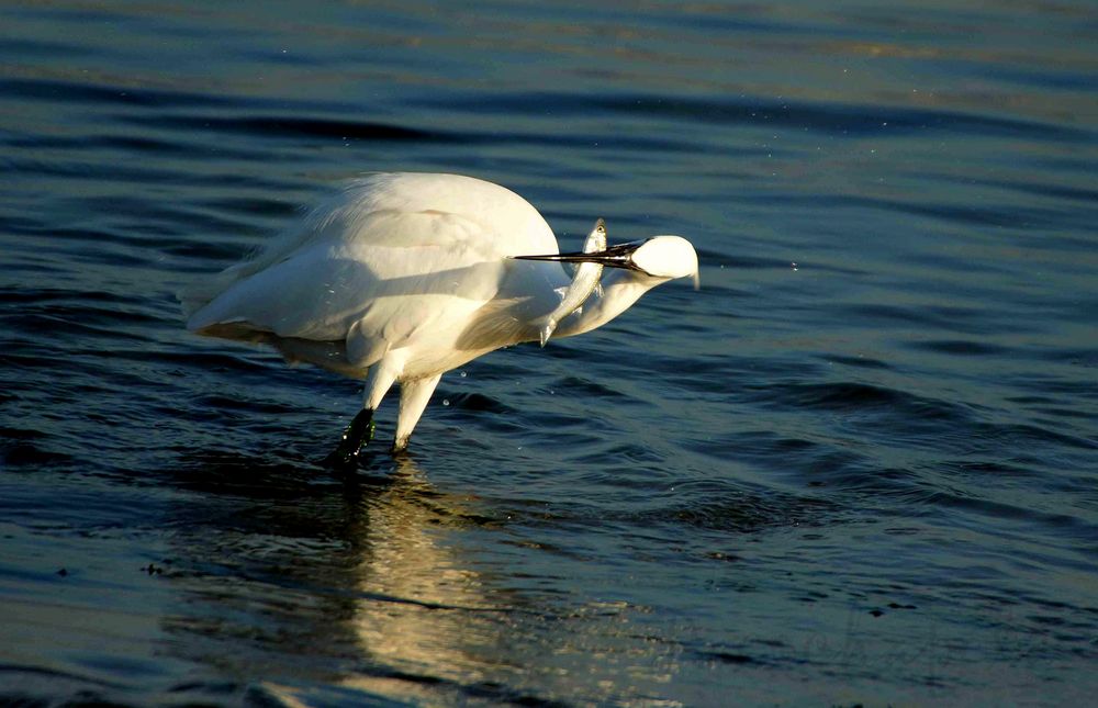 cacturando un mujel Imagen & Foto | aves de agua, aves, naturaleza ...