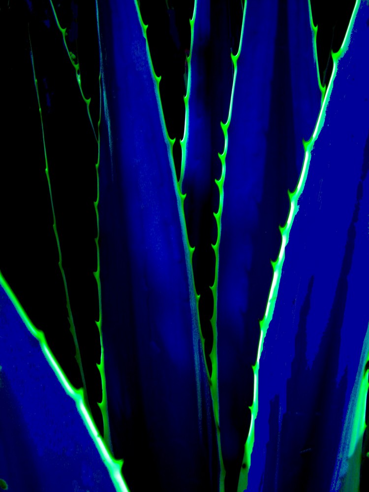 CACTUS AZUL Imagen & Foto | plantas, naturaleza Fotos de fotocommunity