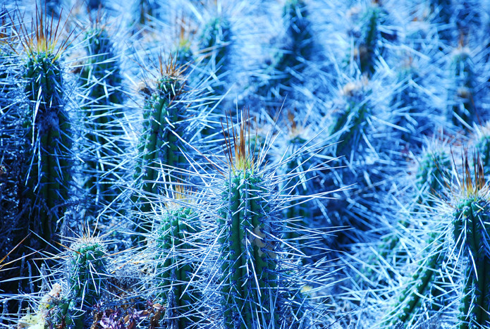 cactus de Chile Imagen & Foto | naturaleza diversa , naturaleza Fotos ...