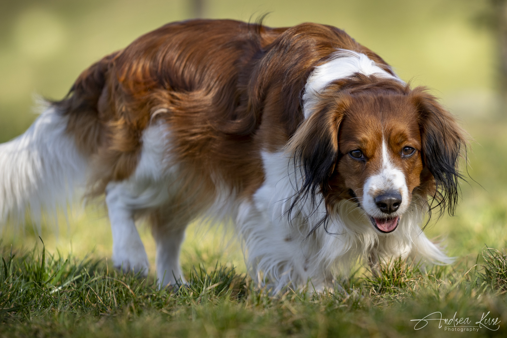 Cäsar Foto & Bild | tiere, haustiere, hunde Bilder auf fotocommunity