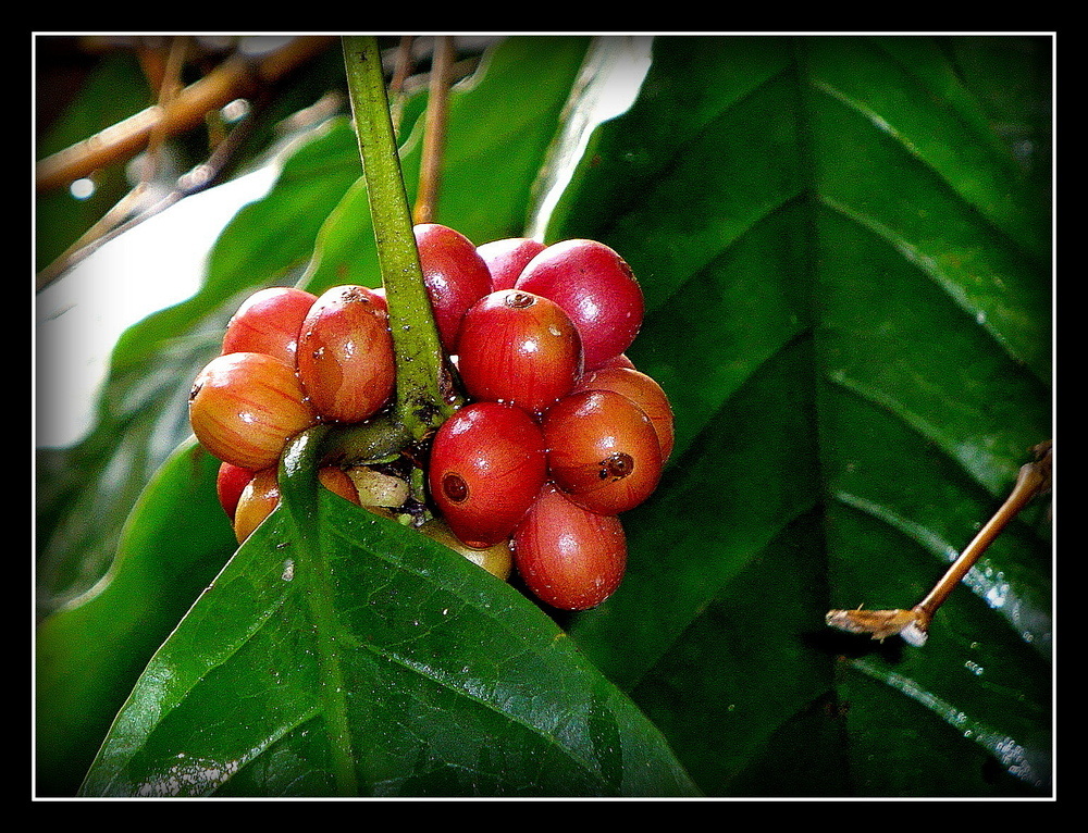 CAFEIER photo et image | plantes, champignons & lichens, inde du sud ...