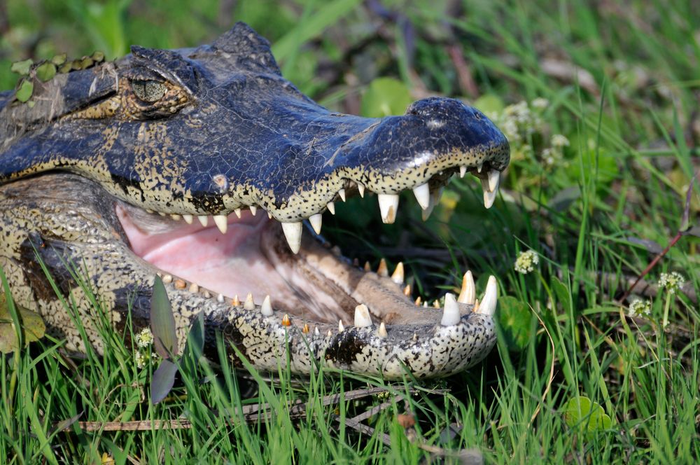 Caiman Foto & Bild | south america, tiere, wildlife Bilder auf ...