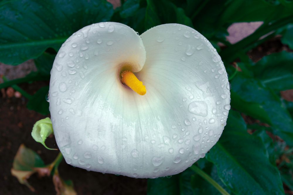 CALA Imagen & Foto | motivos Fotos de fotocommunity