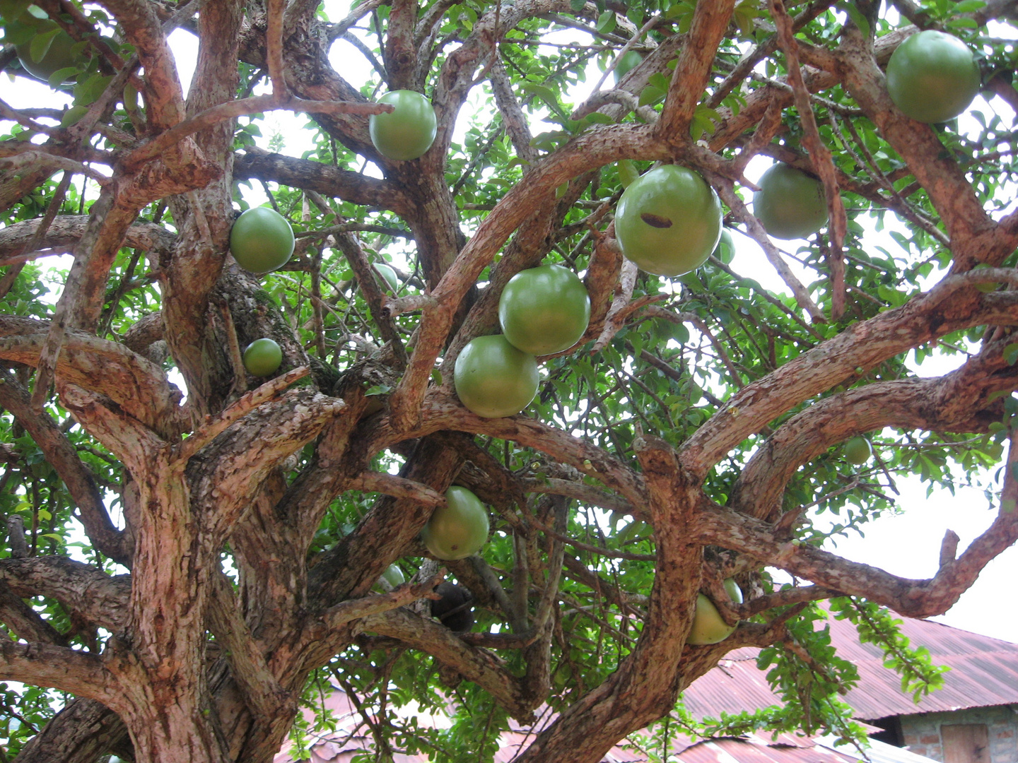 Calabash Foto & Bild | africa, western africa, nigeria Bilder auf ...