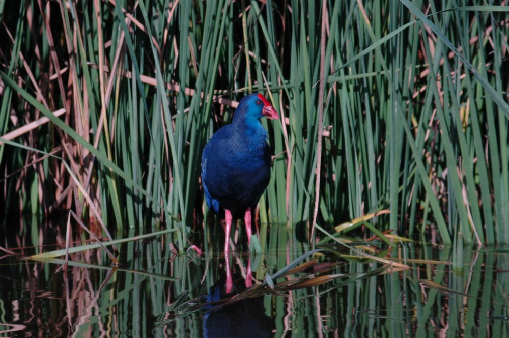 Calamón Común. Imagen & Foto | animales, animales salvajes, naturaleza ...