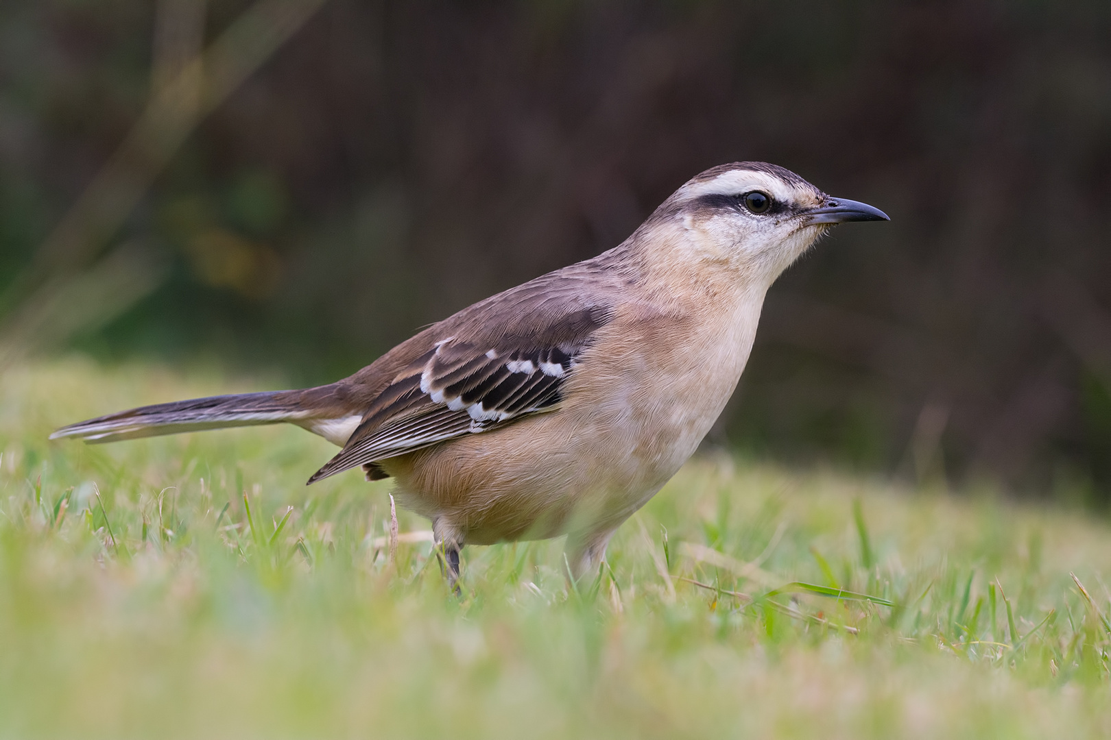 Calandria Imagen & Foto | Fotos de fotocommunity