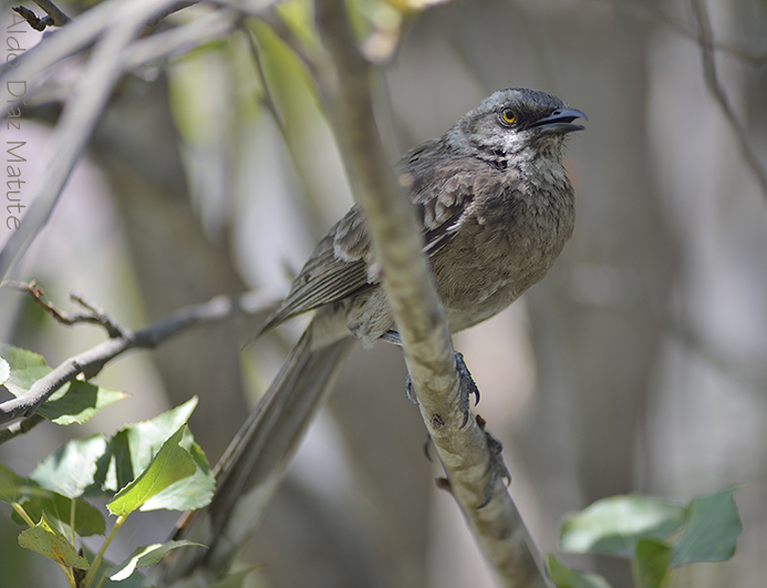 Calandria Colilarga Imagen & Foto | animales, naturaleza, aves Fotos de ...