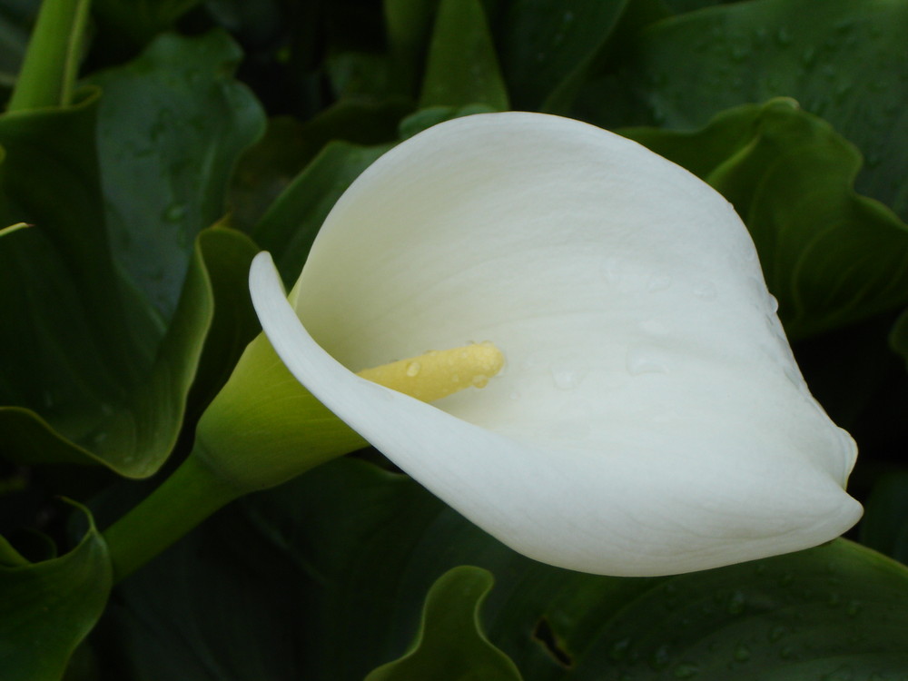 Calas Imagen & Foto | archiv, a r c h i v aktuell, concurso paisajes de ...