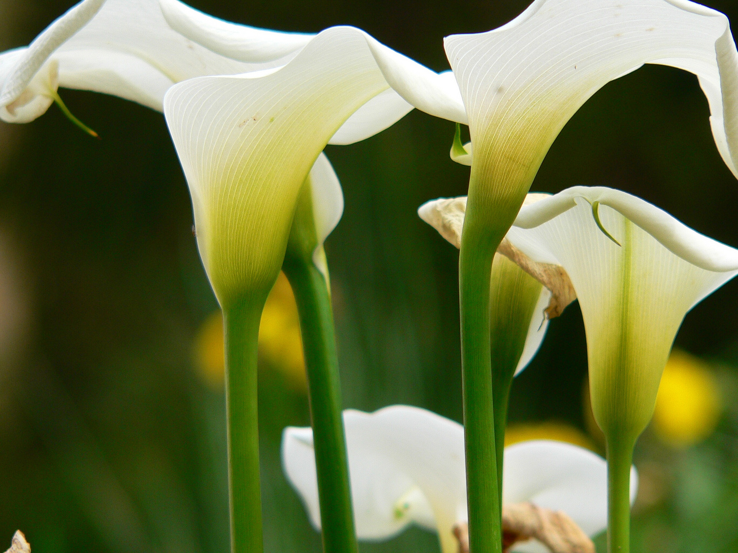 CALAS BLANCAS,NUESTRO AMADO SOL. Imagen & Foto | archiv, a r c h i v ...
