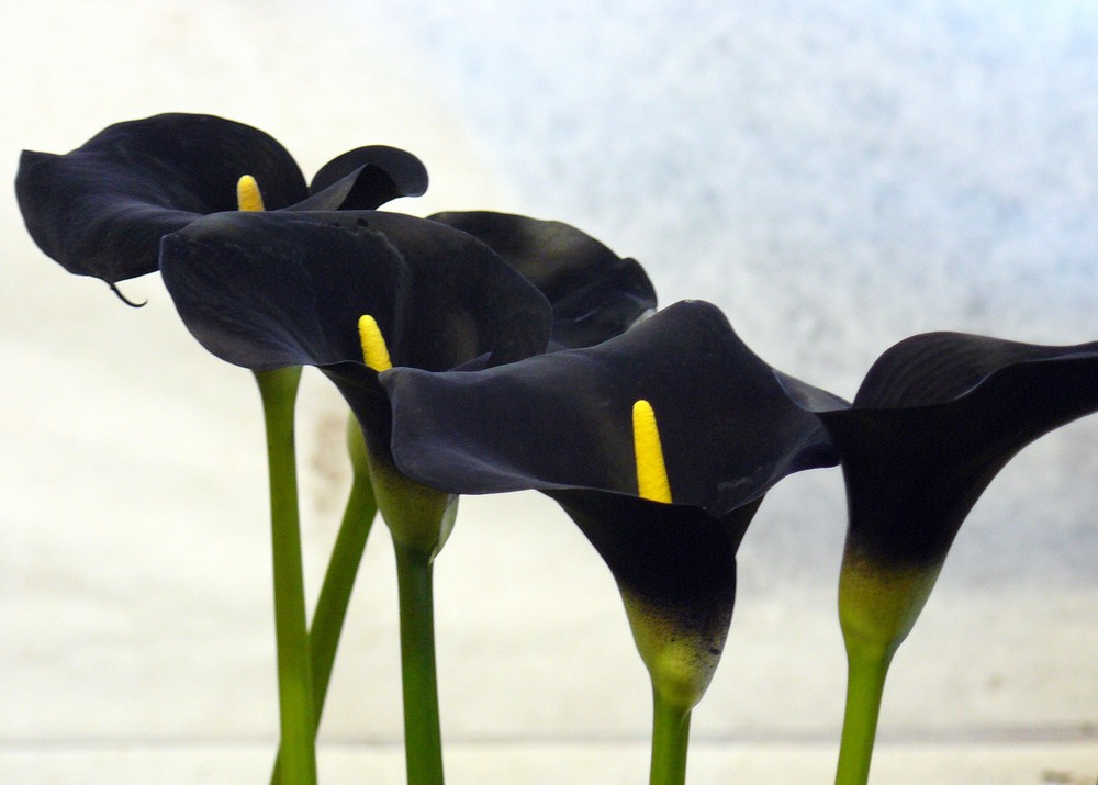 calas negras... Imagen & Foto | plantas, flores, naturaleza Fotos de ...