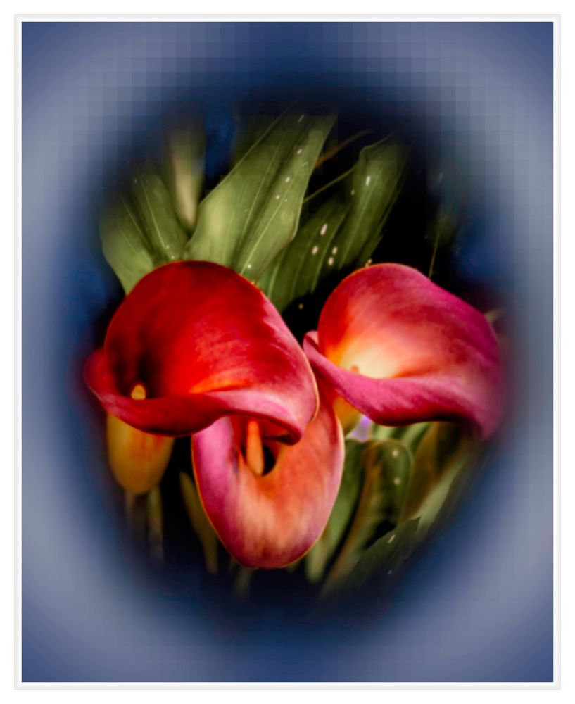 Calas rojas Foto & Bild | stillleben , nature, spezial Bilder auf ...