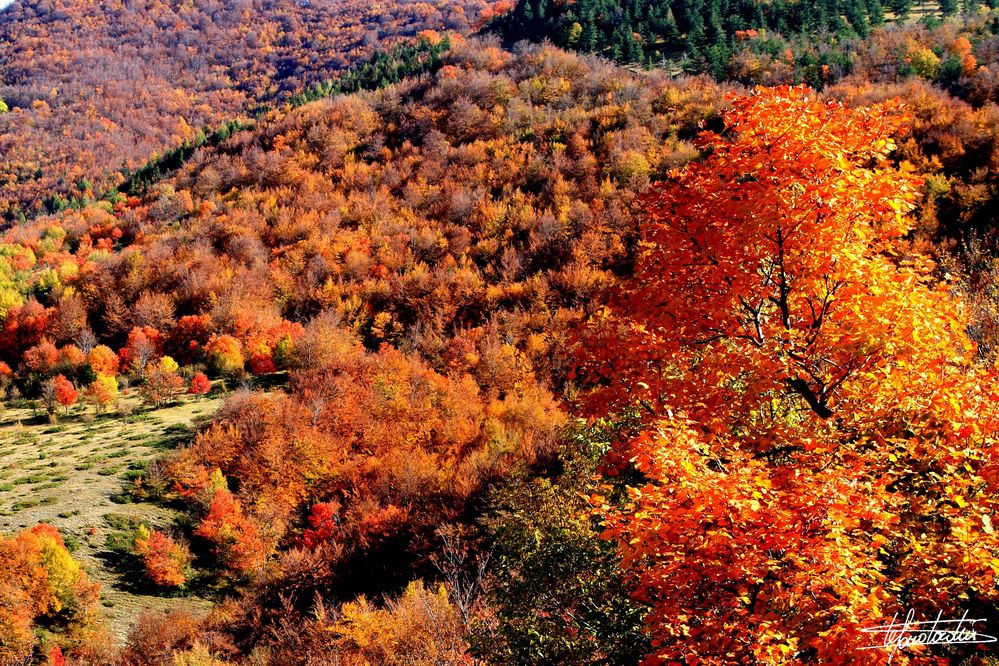 ...caldo autunno... Foto % Immagini| paesaggi, boschi e foreste ...