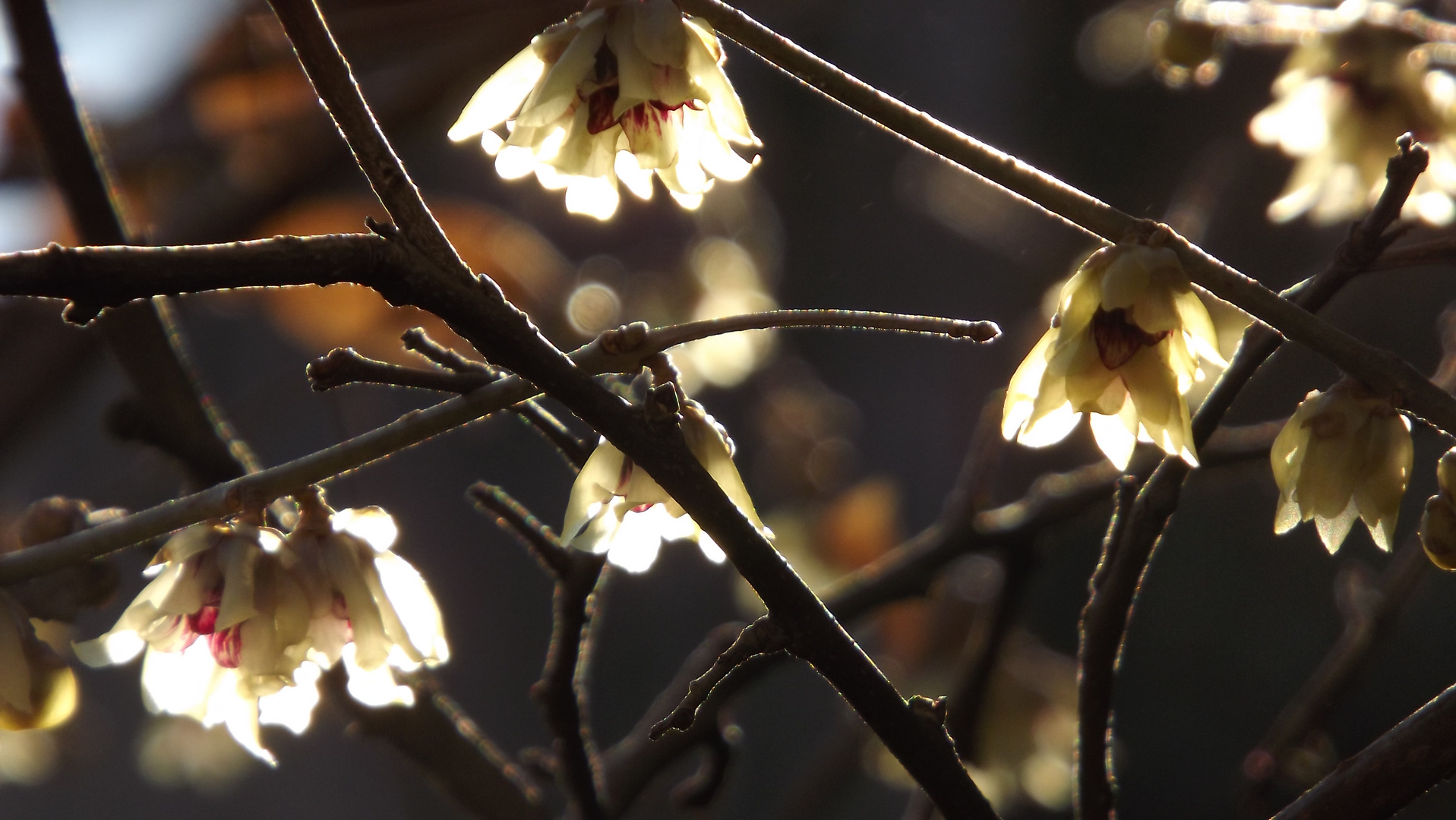 calicanthus Foto % Immagini| piante, fiori e funghi, natura Foto su ...