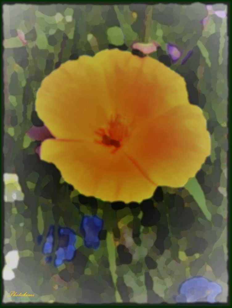 California Poppy Foto & Bild | spezial, natur, pflanzen Bilder auf ...