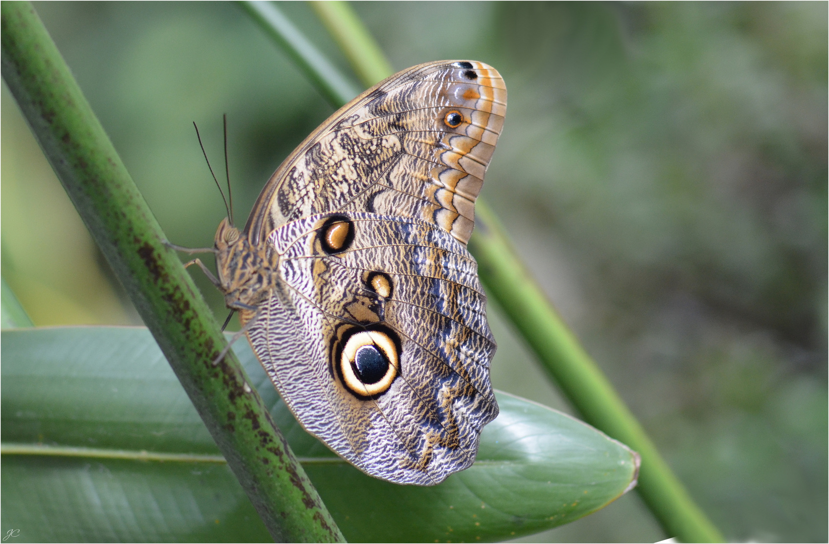 Caligo eurilochus Foto & Bild | schmetterlinge, natur, zoo Bilder auf ...